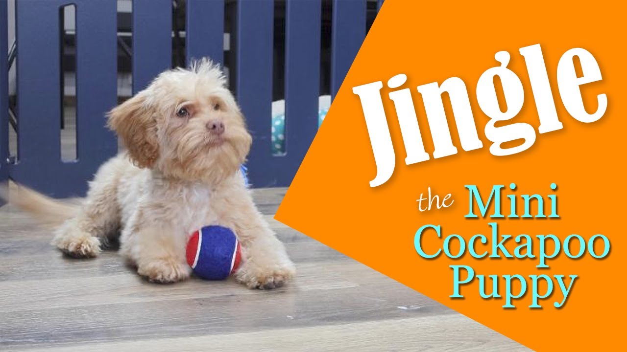 Jingle the Mini Cockapoo Puppy at DeazDoodleRanch.com - YouTube