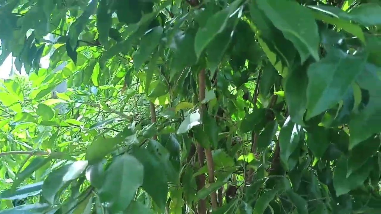 What is the Scientific Name of this Tree (local name basa tree) - YouTube