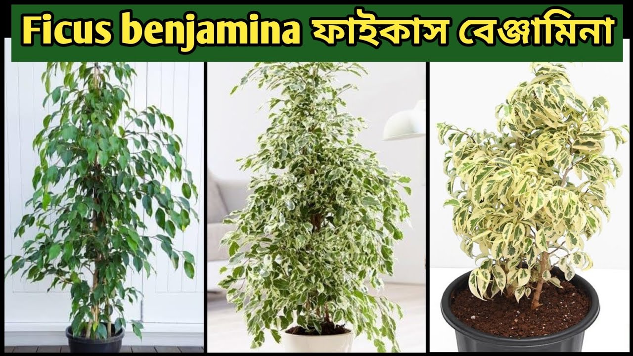 Ficus Benjamina গাছের Care, Pruning, Propagation & Pests and Diseases ...