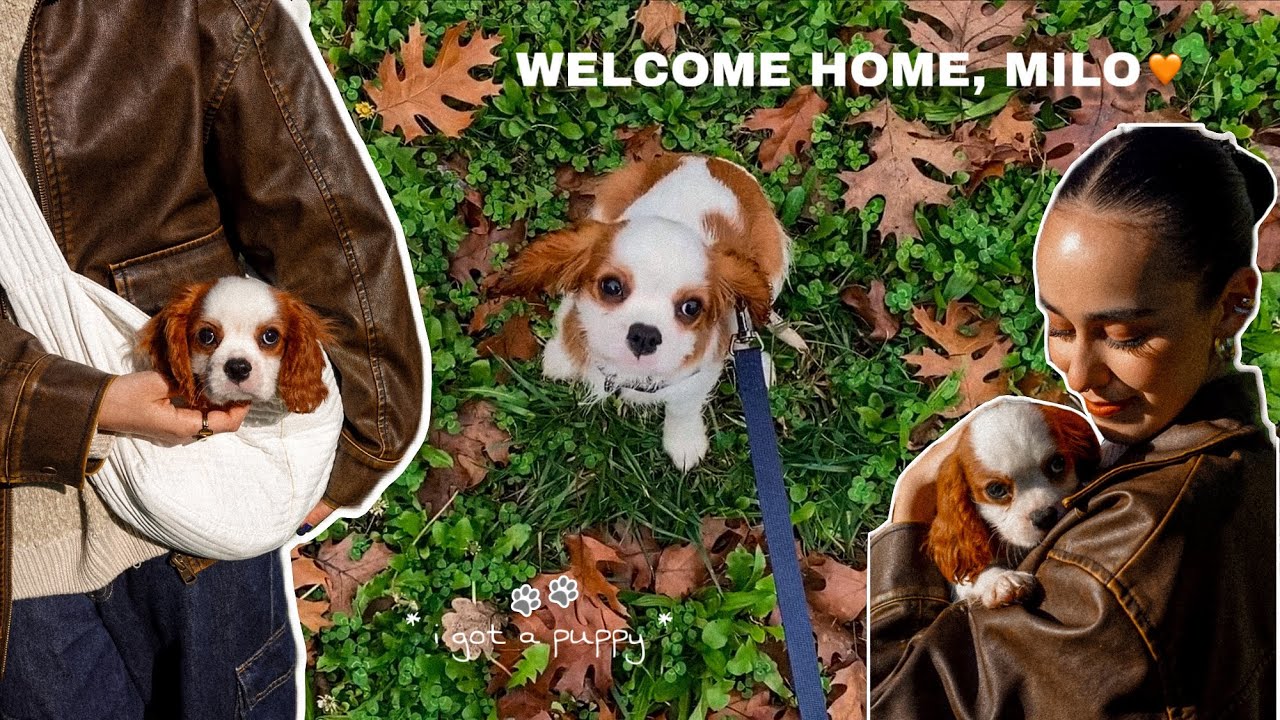 Welcome home, Milo 🐶 *i got a puppy* - YouTube