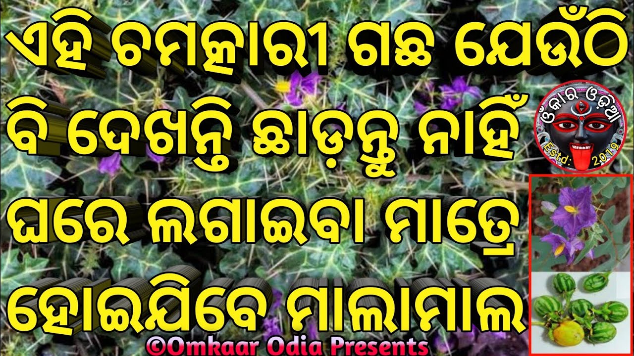 Dhana Laxmi Sukham Dehi Dibya Brukshya | Magical Tree With Wealth ...