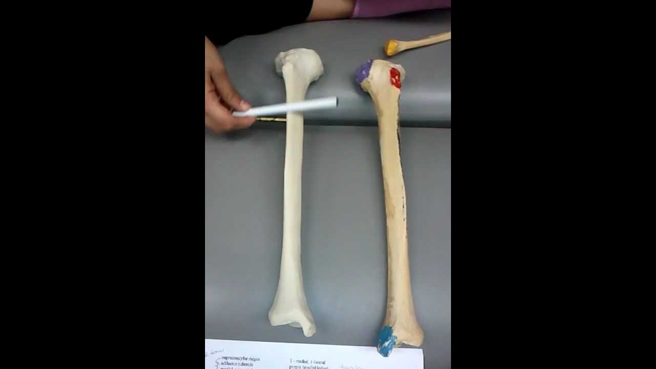 Tibia Landmarks - YouTube