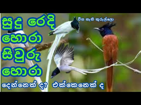 සුදු රෙදි හොරා ගැන විස්තර | sudu redi hora bird in sinhala ...