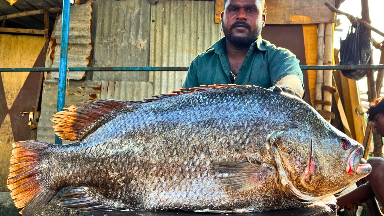 BIGGEST KODUVA BARRAMUNDI FISH CUTTING BY DAVID KUMAR | HD VIDEO | IN ...