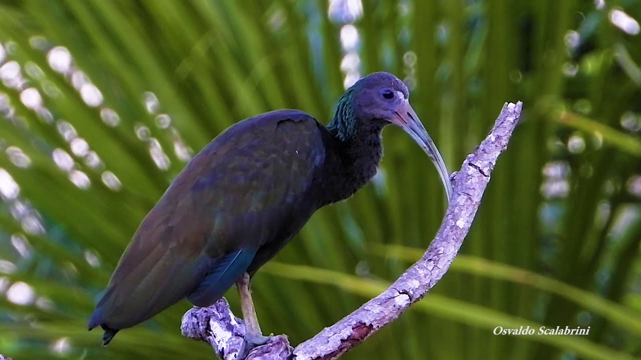 CORÓ-CORÓ (MESEMBRINIBIS CAYENNENSIS), GREEN IBIS, Caraúna, Coroca ...