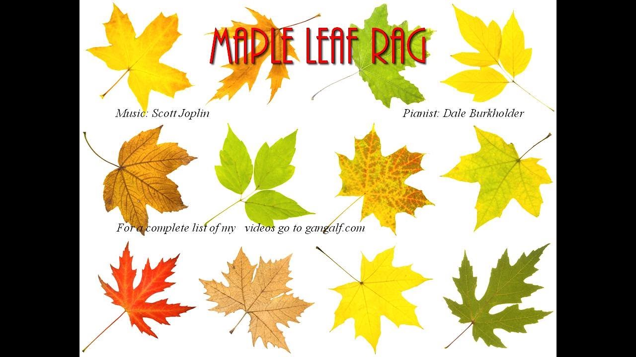 Maple Leaf Rag - YouTube