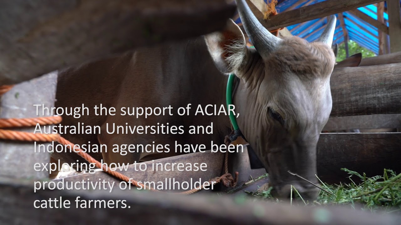An introduction to the Indonesia Cattle Research Series - YouTube