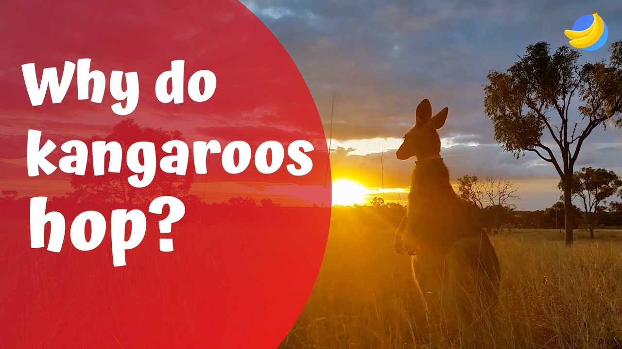 Why do kangaroos hop🦘? | Curious Questions - YouTube