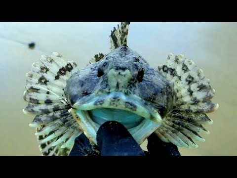 Cabezon Venomous Blue Fish Caught on Shore - YouTube