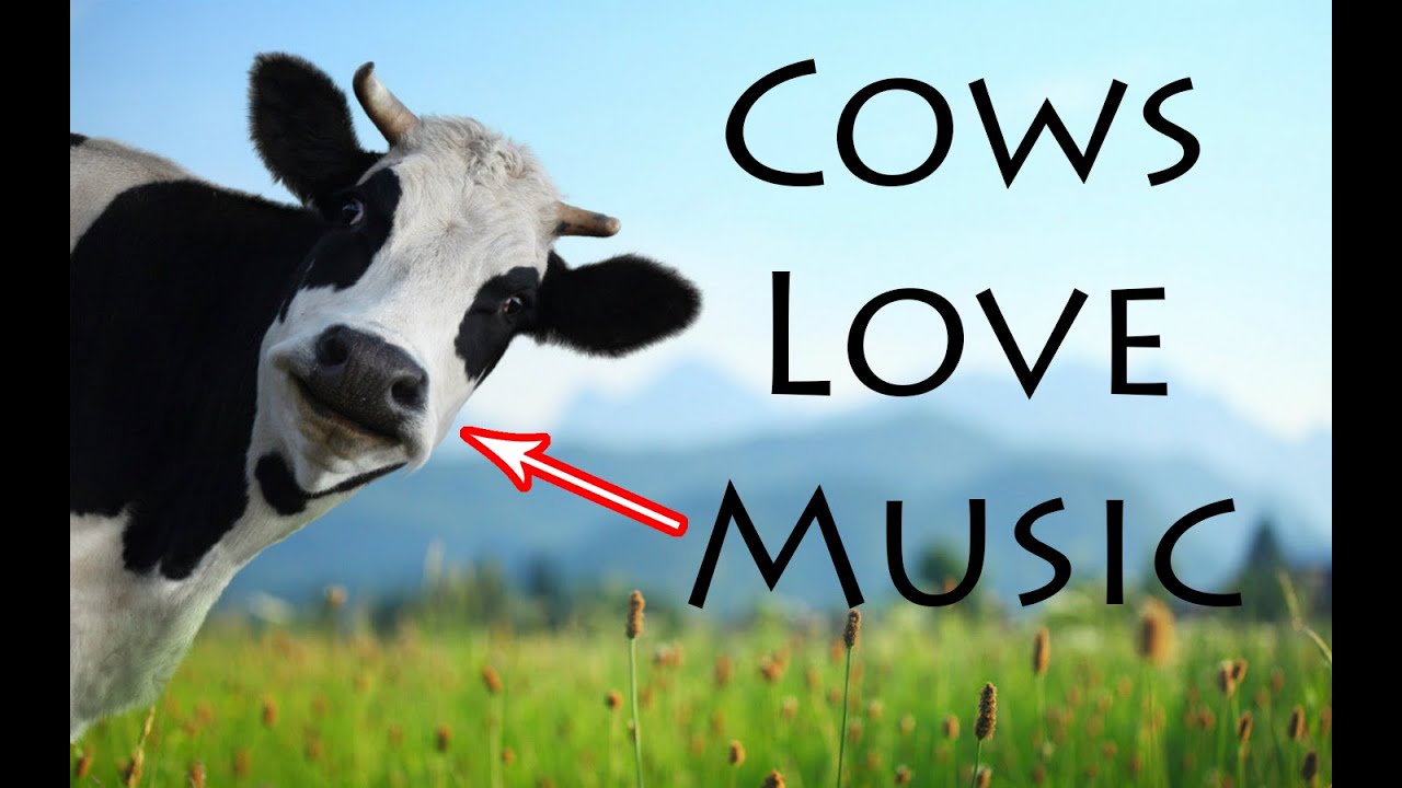 Cows Love Music - YouTube