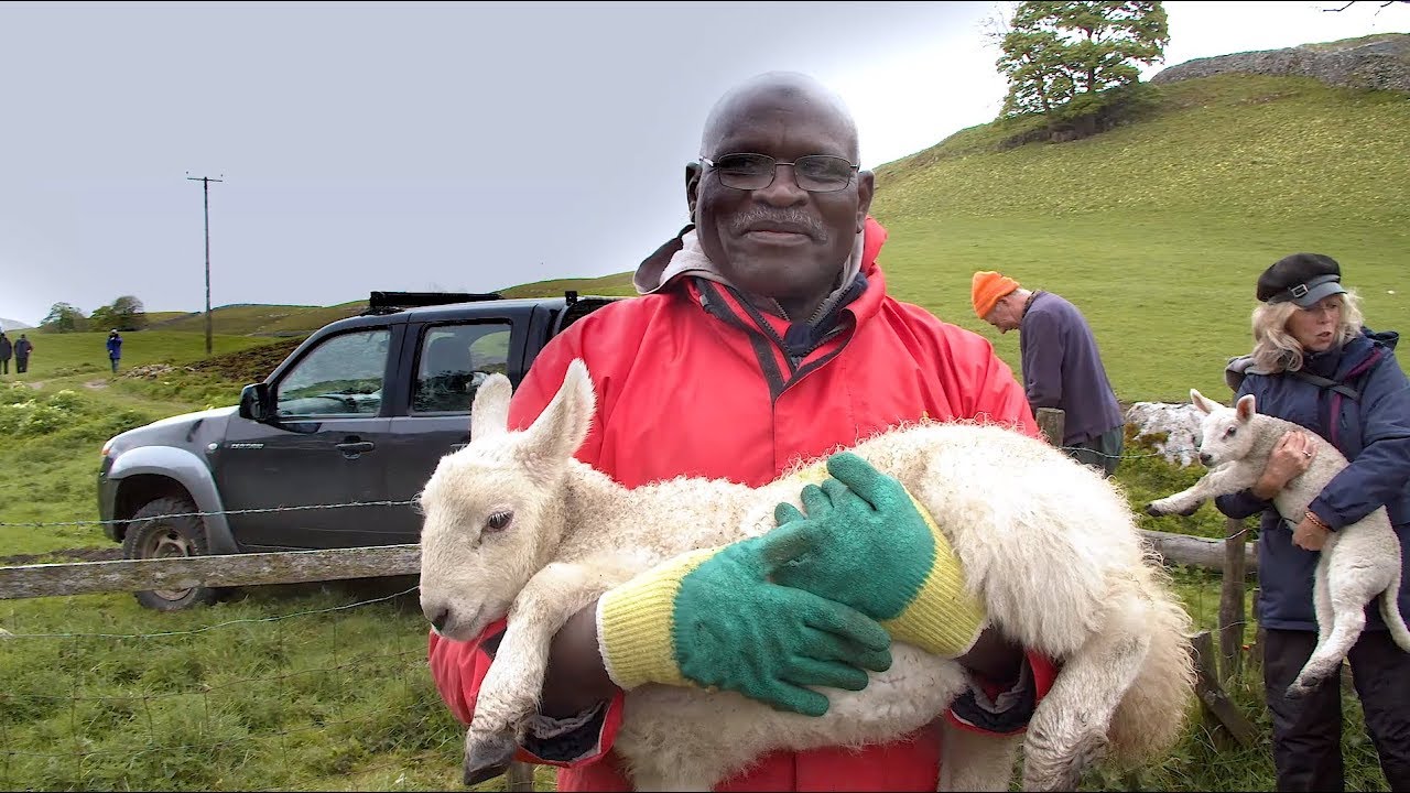 Catching lambs isn't easy - YouTube