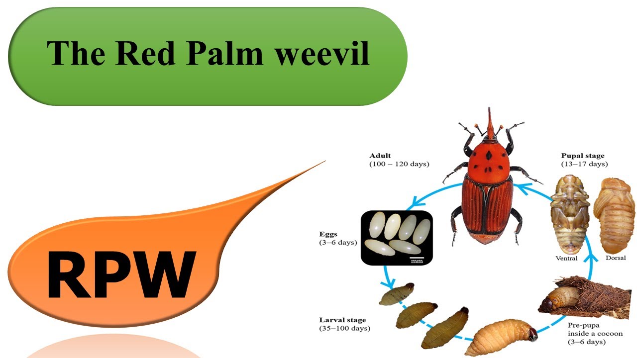 The Red Palm weevil - RPW - YouTube
