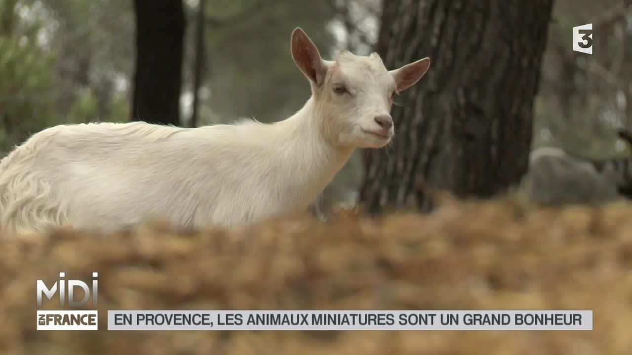 ANIMAUX : En Provence, les animaux miniatures sont un grand bonheur ...