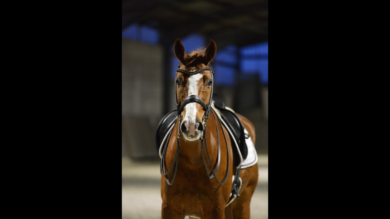 SOLD: FILANDER *2012 Hann Gelding by Floriscount, Prix St George - YouTube