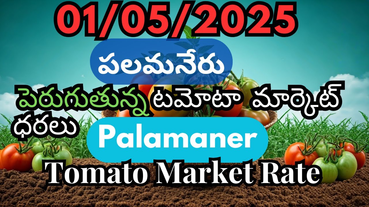 01 05 2025 Palamaner Tomato Market Rate Today Today Tomato Market 01-05-2025-palamaner-tomato-market-rate-today-today-tomato-market