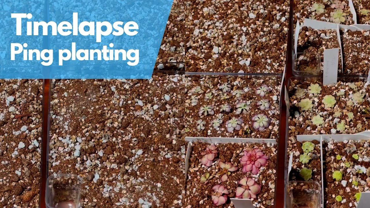 Timelapse : Ping Planting || 1 hr real time - YouTube