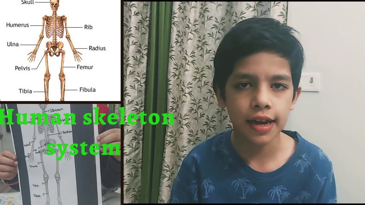 Human skeleton system | Human skeleton system step by step labeling ...