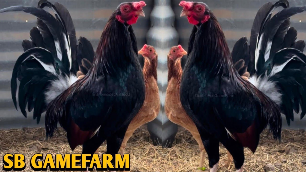 Kelso Grey Mclean hatch - SB FARM - YouTube