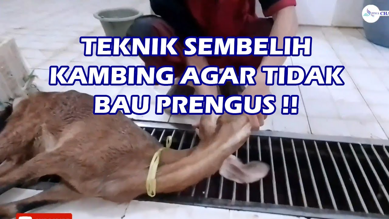 Cara Sembelih Kambing RPH untuk Tidak Bau PRENGUS !! - YouTube
