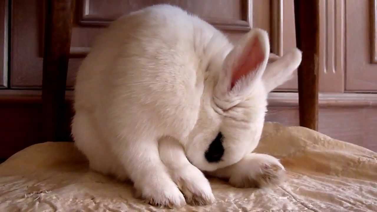 Que trata de la maravillosa historia del Conejo Cagón acicalándose ...