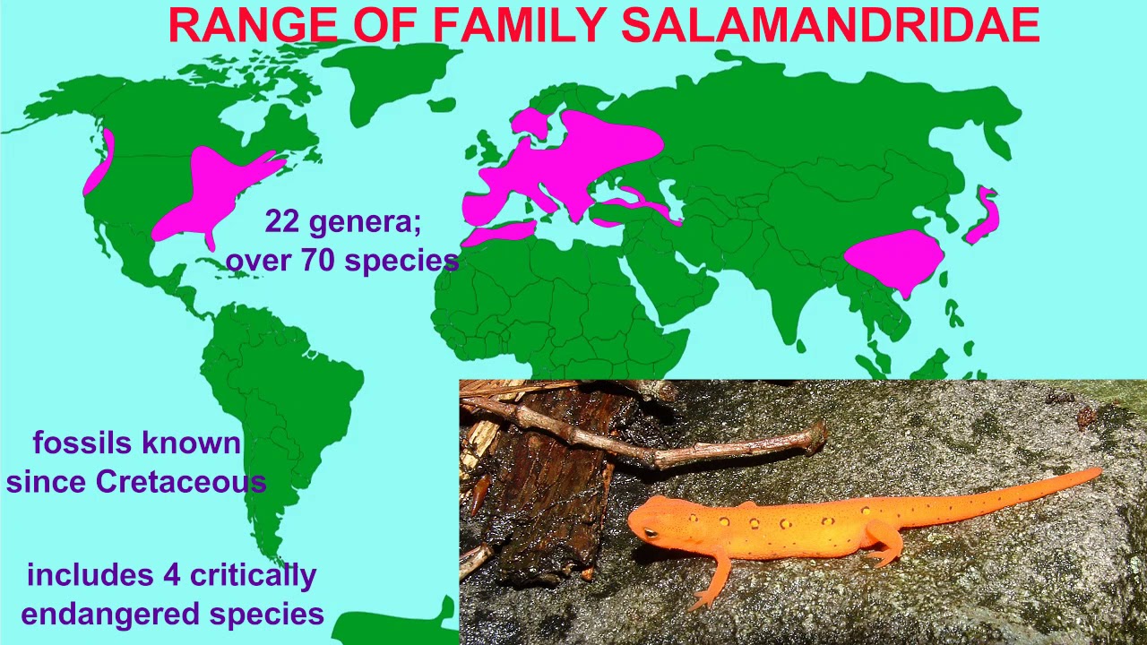 SALAMANDER FAMILY SALAMANDRIDAE - YouTube