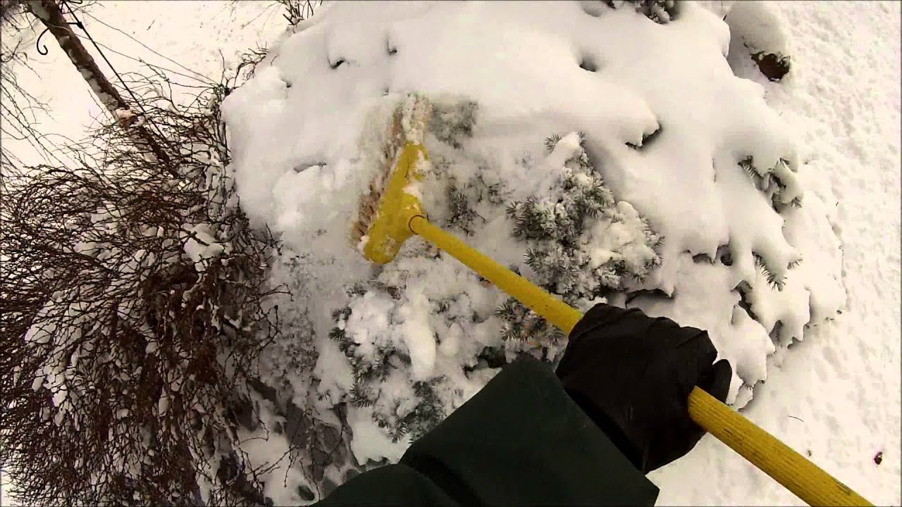 HOW TO: Safely remove snow from shrubs - YouTube