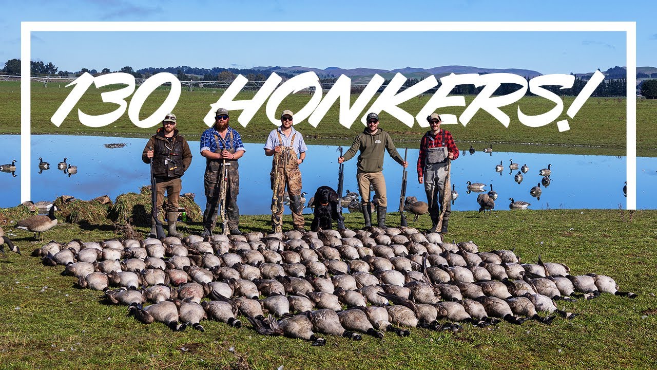 6 GUNS, 130 GEESE DOWN!! New Zealand Goose Hunting - YouTube