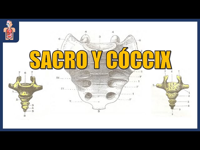 Anatomía Del Sacro Y El Cóccix Pelvis 1 Repasar La Cintura