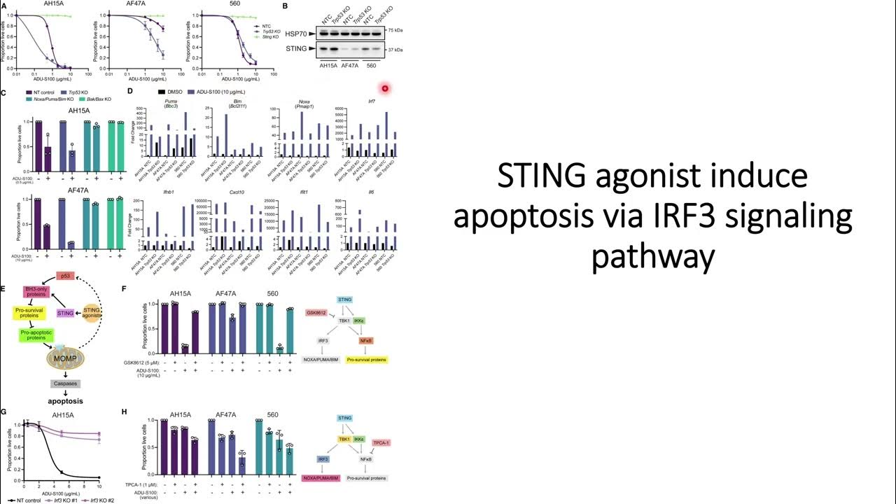 Sting Agoinst Induce Apoptosis Via Irf3 Signalling Pathway Code 750