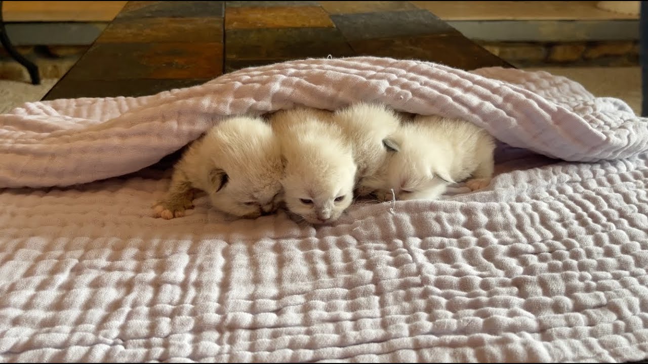 Furry Snuggle Babies 🐱💘🍼 Adorable Blue Point Bicolor Ragdoll Kittens ...