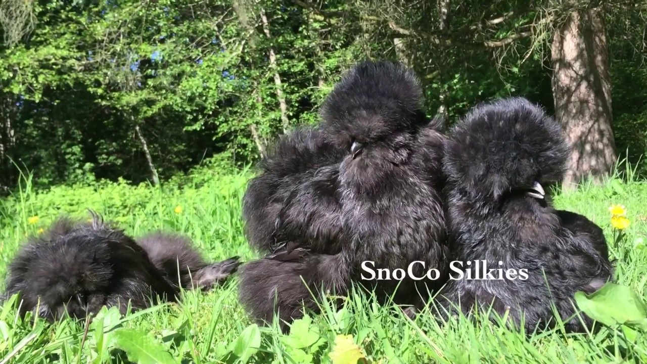 Pure Black Bantam Silkie Chickens Lazing in the Sun (SnoCo Silkies ...