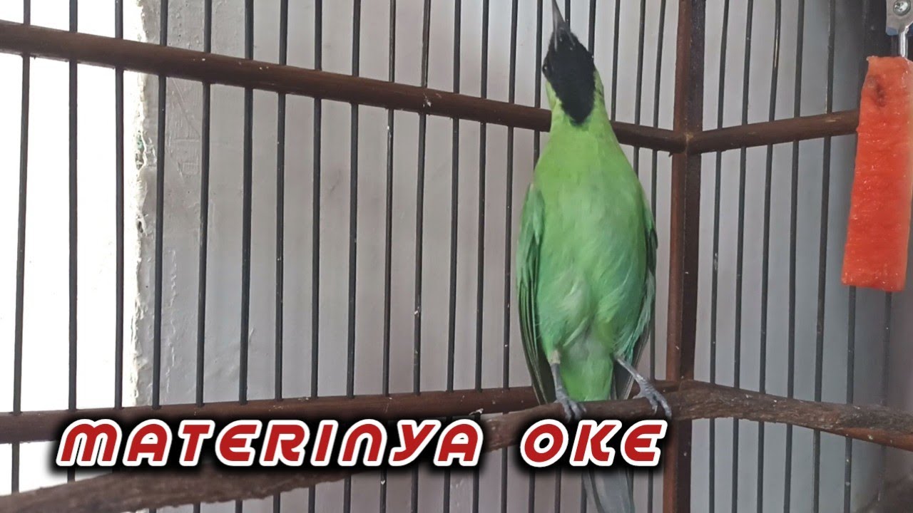 cucak ijo mini gacor isian mewah - YouTube