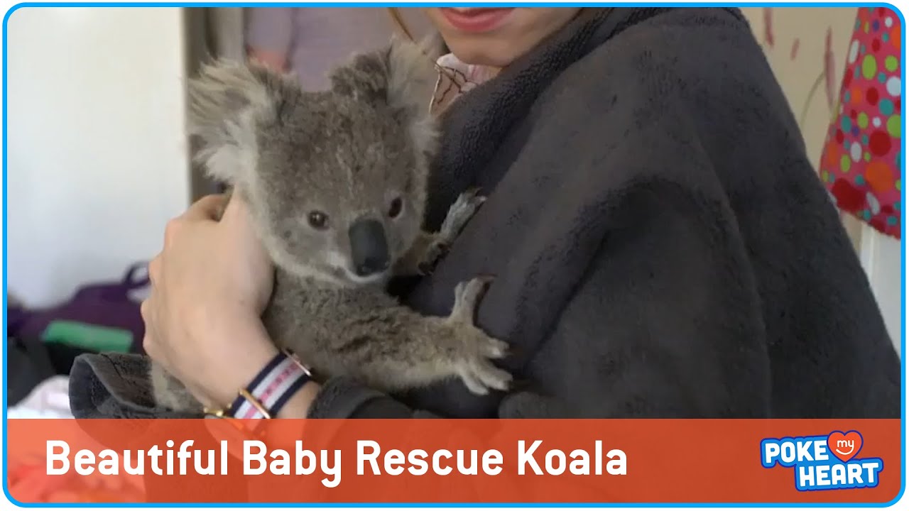 Beautiful Baby Rescue Koala - YouTube