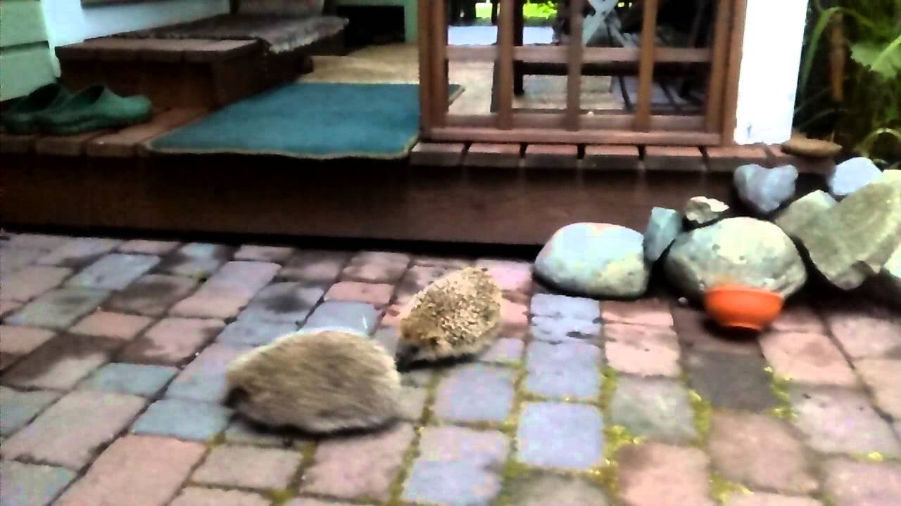 Hedgehog 'fight' - YouTube