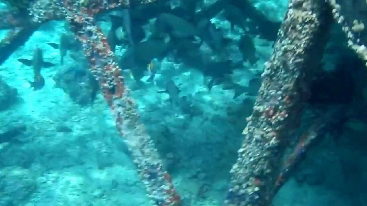 Sipadan (Sabah) - Swimmming Experience with some groupers - YouTube