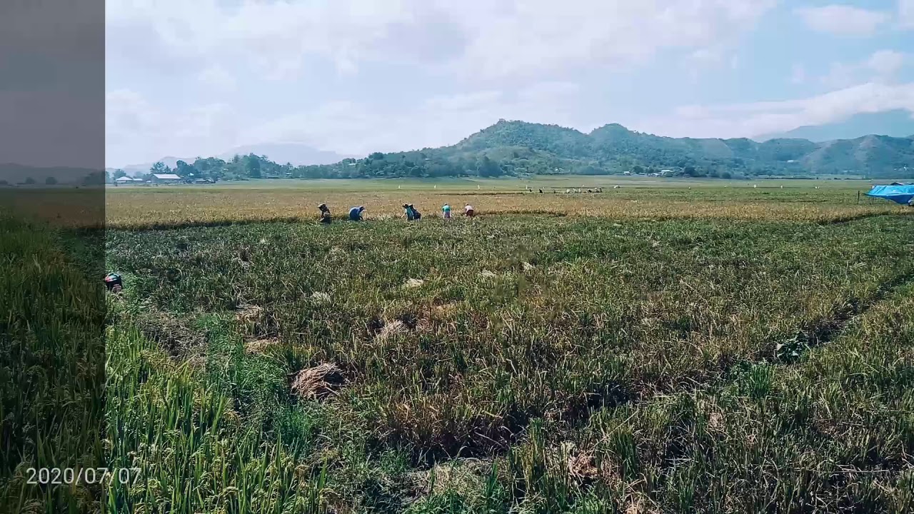 Proses mengetam padi secara manual karna kurangya mesin mengetam yang ...