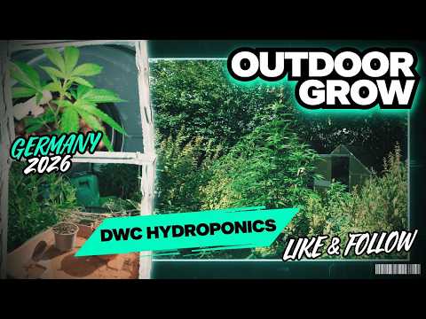 1,60m Automatic im Härtetest! 🌿 Schädlinge, Sturm & Living Soil vs DWC