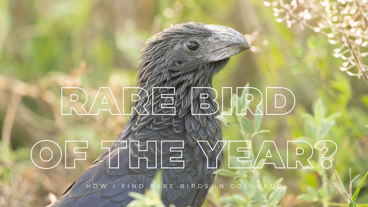 Rare Bird 'Find of the Year' for Colorado?! #birding #birdphotography # ...