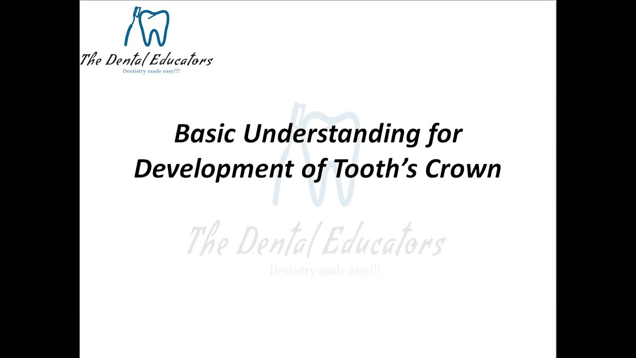 Basic Understanding for Development of Tooth’s Crown - YouTube