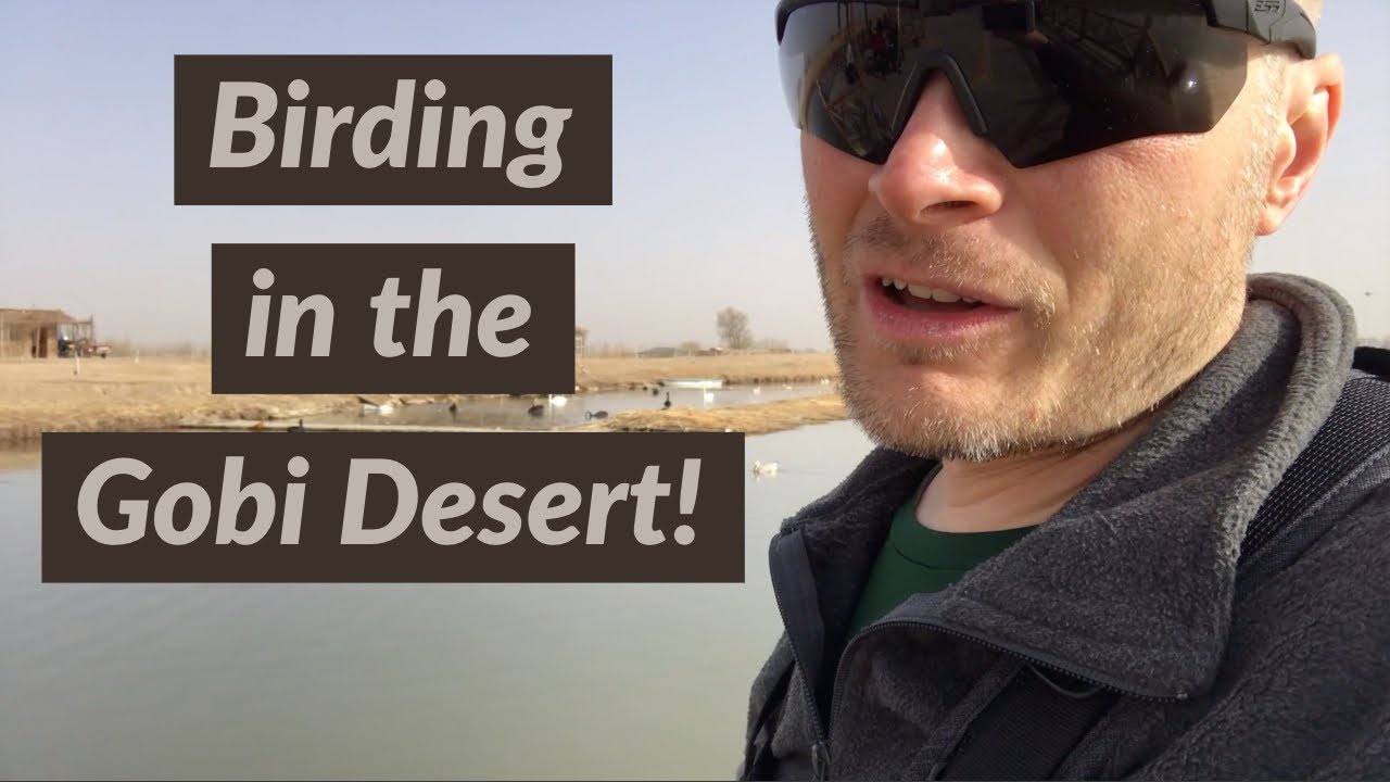 Birds on the Edge of the Gobi Desert in China and a Surprise Shot ...