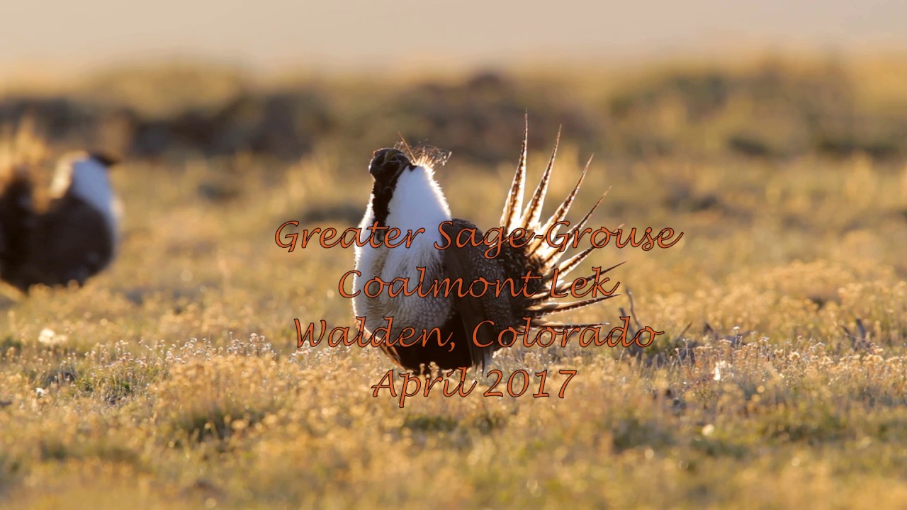 Greater Prairie Chicken and Greater Sage Grouse - YouTube
