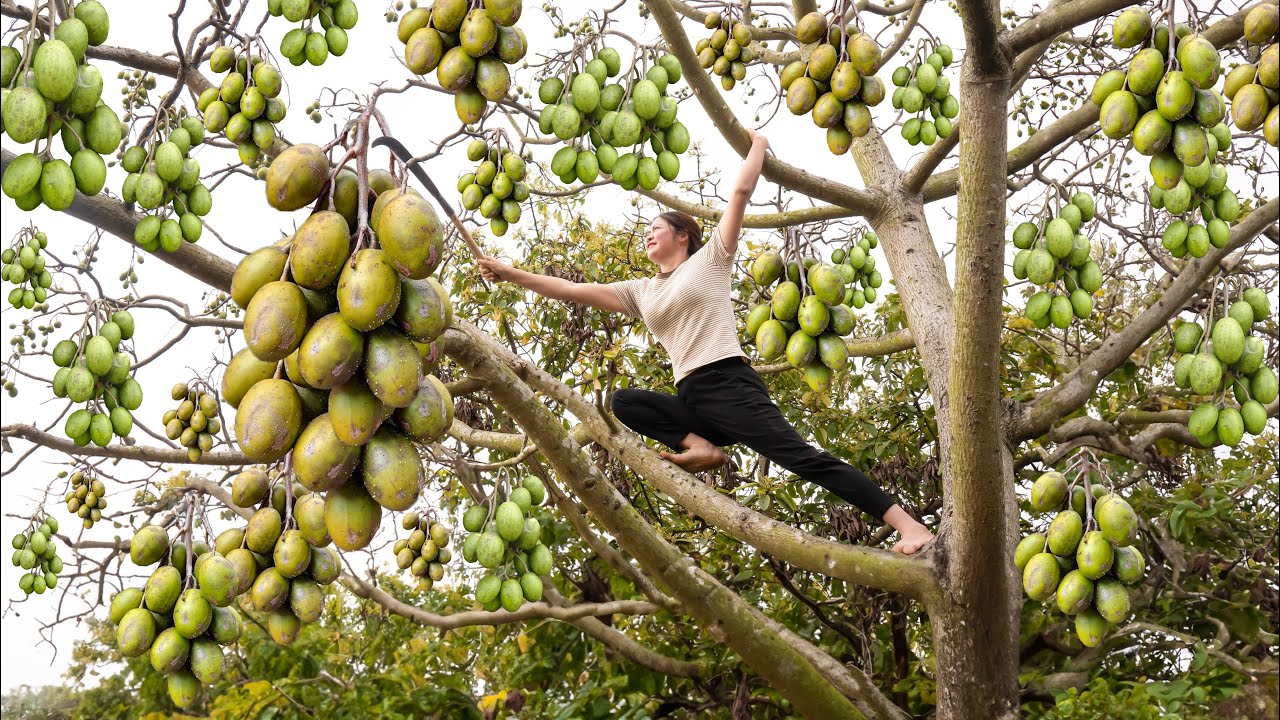 Harvesting Toad Fruit - A Fruit That Looks Ugly But Tastes Delicious ...