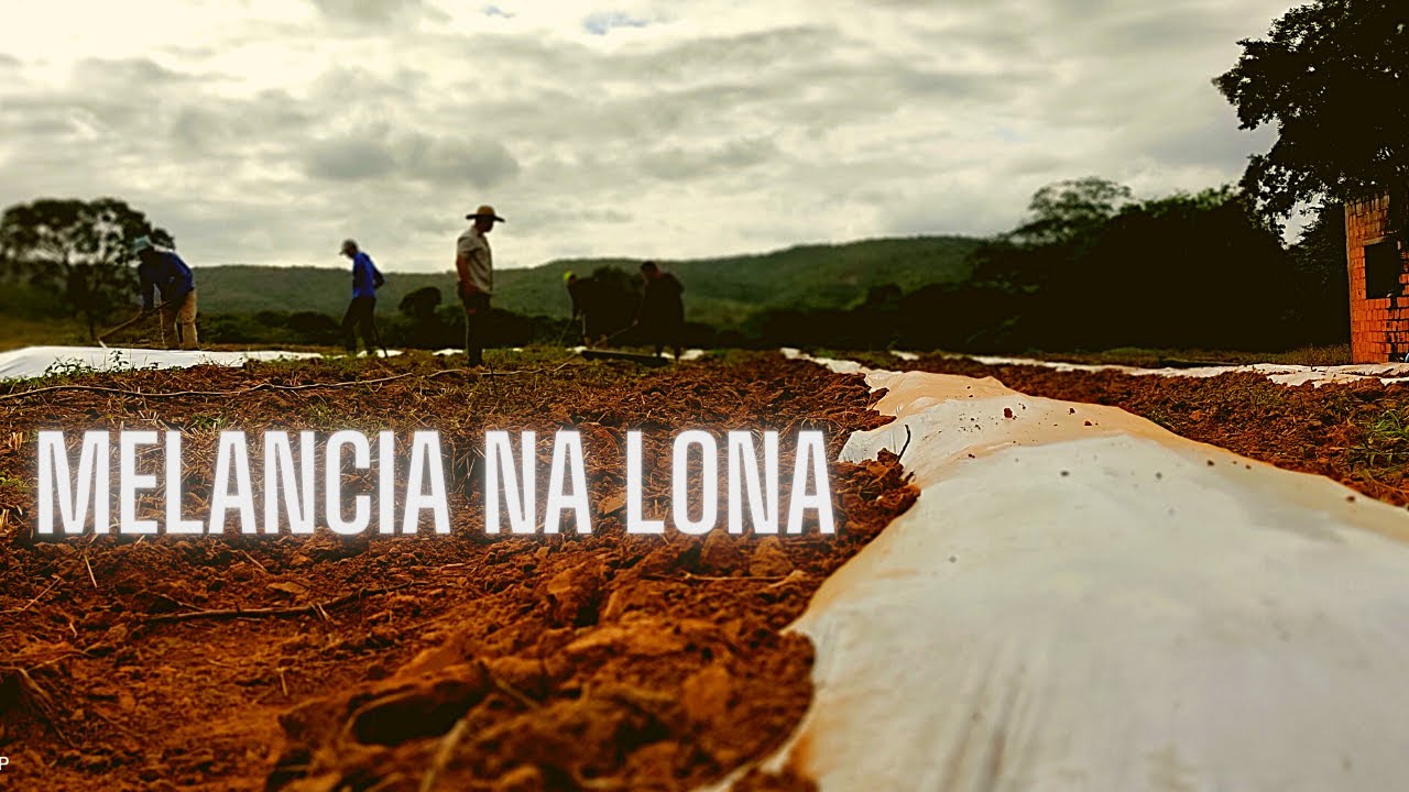 Plantando Melancia na lona [Mulching] - YouTube