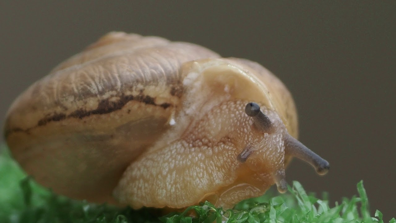 The moment the snail wakes up（4K） - YouTube