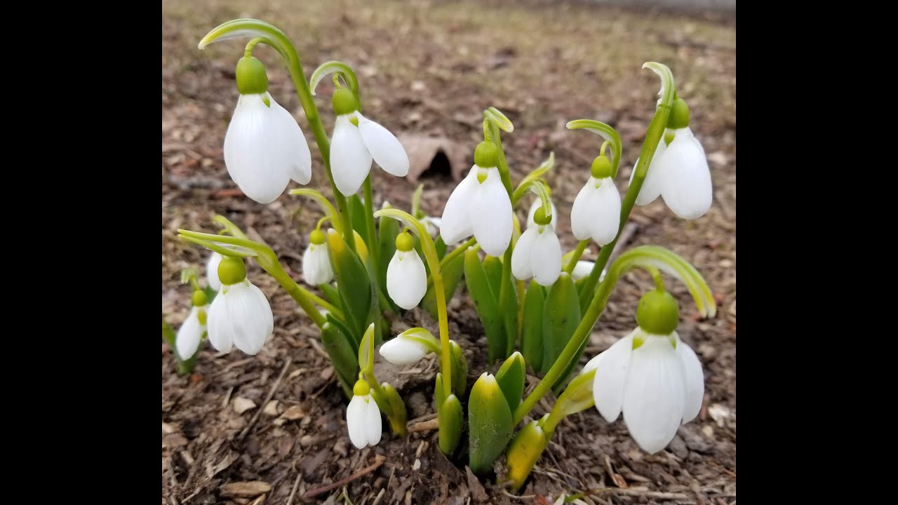 Vlog080 Mar21.22 The First Day Of Spring (Astronomical) - YouTube