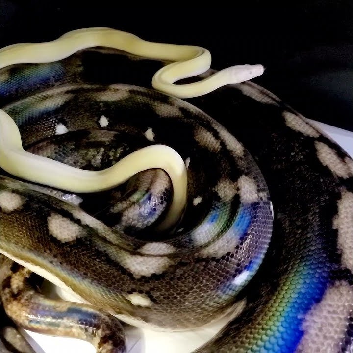 Breeding Super Dwarf Reticulated Pythons - Motley Tiger Purple Snow x ...