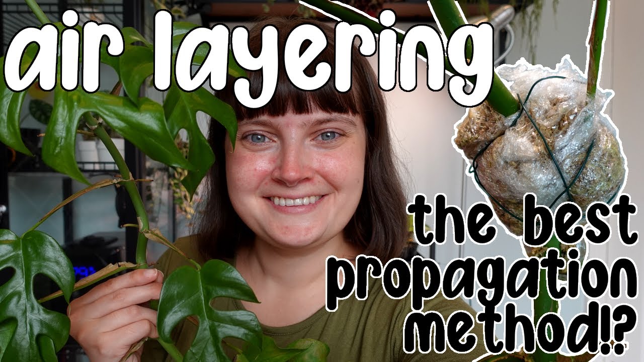AIR LAYERING MY MINI MONSTERA | Rhaphidophora Tetrasperma propagation ...
