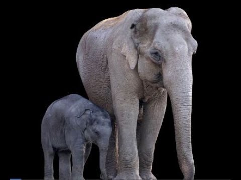 Baby Elephant Sound Effect - YouTube