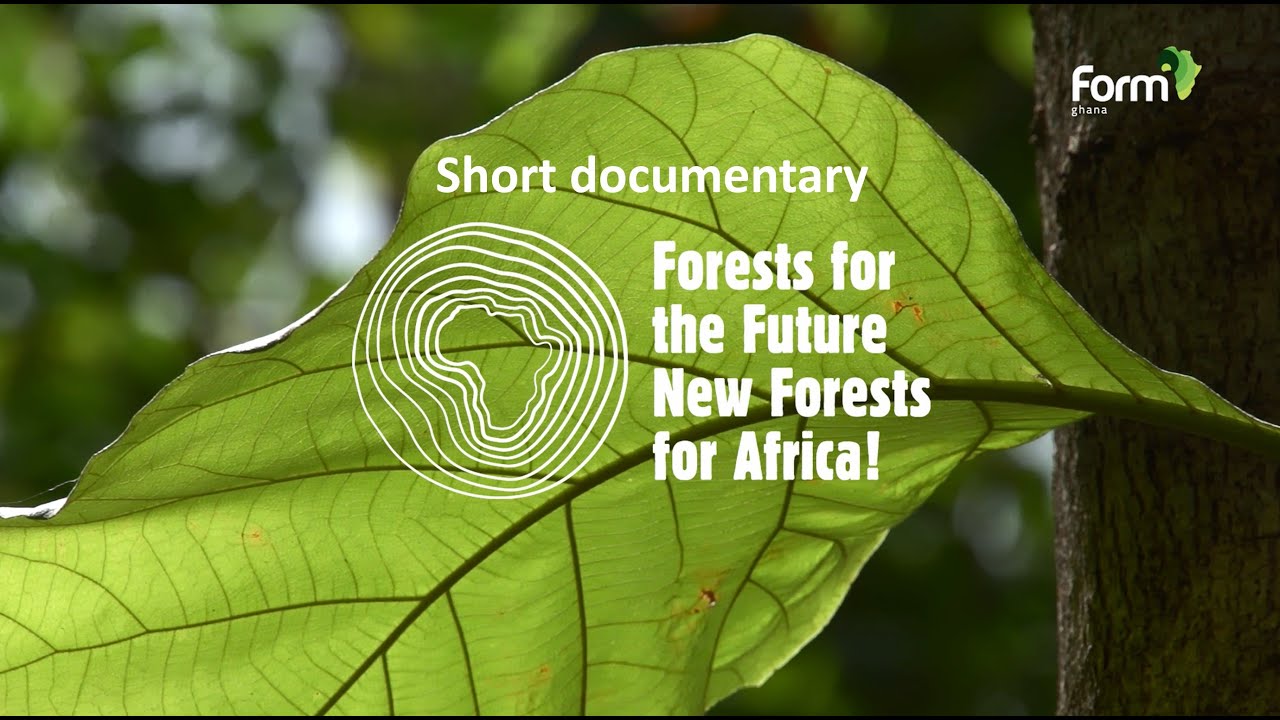 Short Documentary Forests for the Future - YouTube