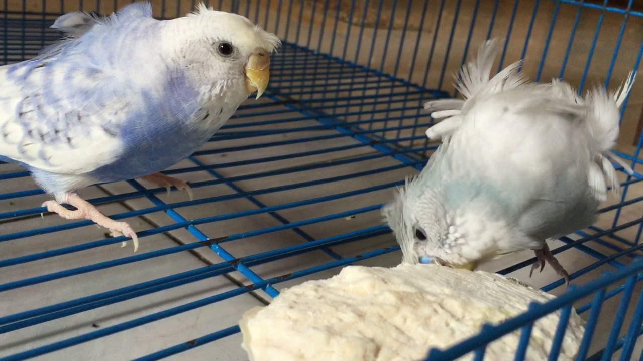Japanese Helicopter Budgie ~ Hagoromo Budgie Medan Indonesia - YouTube